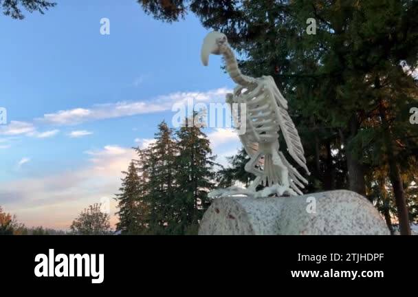 Bird robber Stock Videos & Footage - HD and 4K Video Clips - Alamy