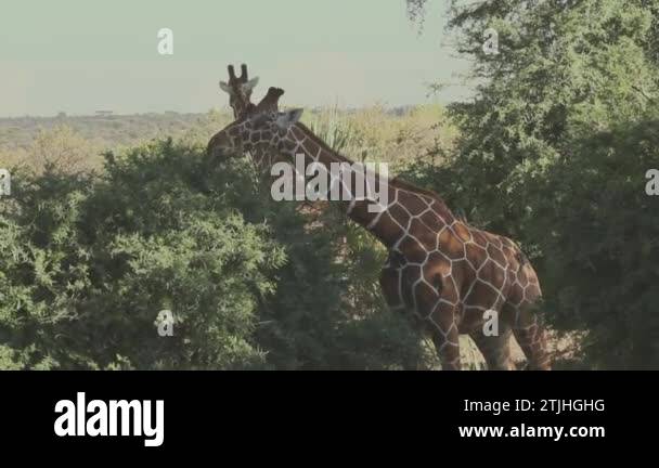 Reticulated leaves Stock Videos & Footage - HD and 4K Video Clips - Alamy