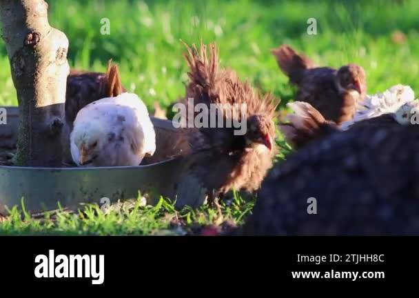 Mother hen with little baby chicken on organic farm live as free range ...