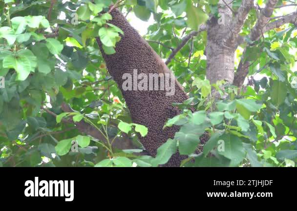 Honeycomb tree branch Stock Videos & Footage - HD and 4K Video Clips ...