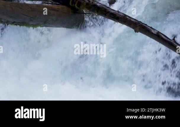 Fish struggle to jump onto the small waterfall to migrate upstream to ...