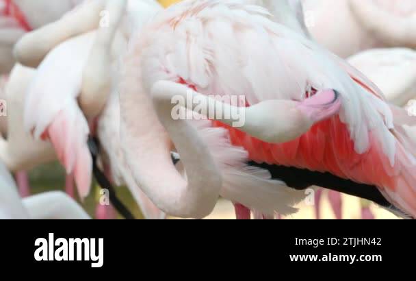 Animal neck bend Stock Videos & Footage - HD and 4K Video Clips - Alamy