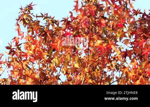Tokyo,Japan - November 17, 2022: Beautiful red leaves and fruits of ...
