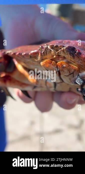 children and adults on the beach caught a big crab they measure it with ...