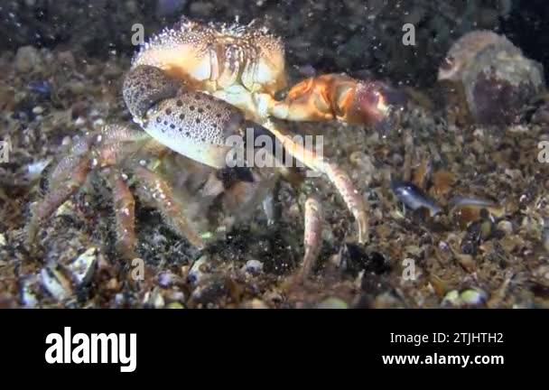 Crab larvae Stock Videos & Footage - HD and 4K Video Clips - Alamy