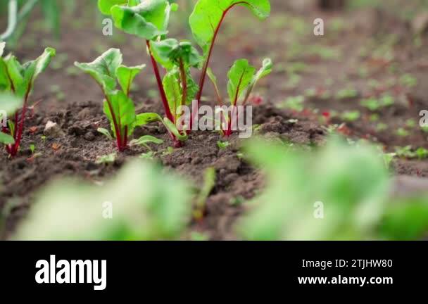 Young sprouts of red beets grow in the soil on a garden bed close-up on ...