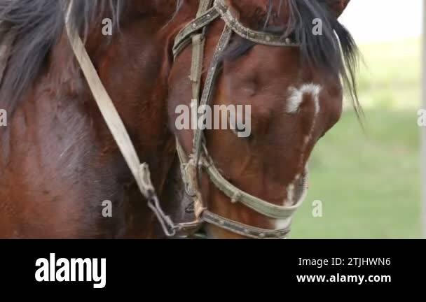 Ahorse Stock Videos & Footage - HD and 4K Video Clips - Alamy
