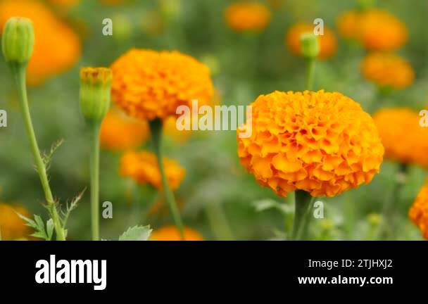 Zoomed in bright orange marigold Stock Videos & Footage - HD and 4K ...