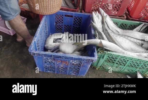 close up of a fisher sorting sea pike fish according the size and ...