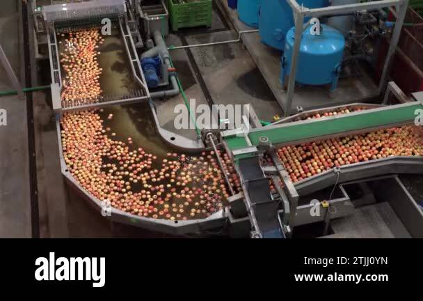 Postharvest Apple Processing Plant. Apples Are Placed In A Dump Tank ...