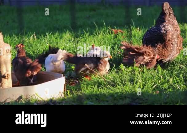 Mother hen with little baby chicken on organic farm live as free range ...