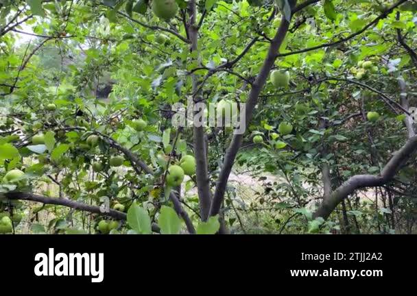 Branches of an apple tree with apples sway in the wind in a green ...