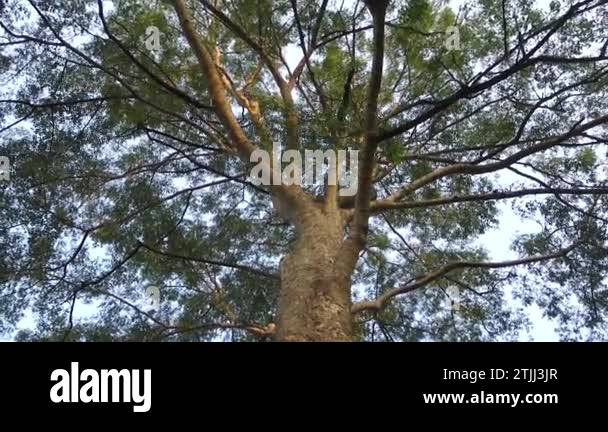 Leaves and flowers of Albizia julibrissin, the Persian silk tree, pink ...