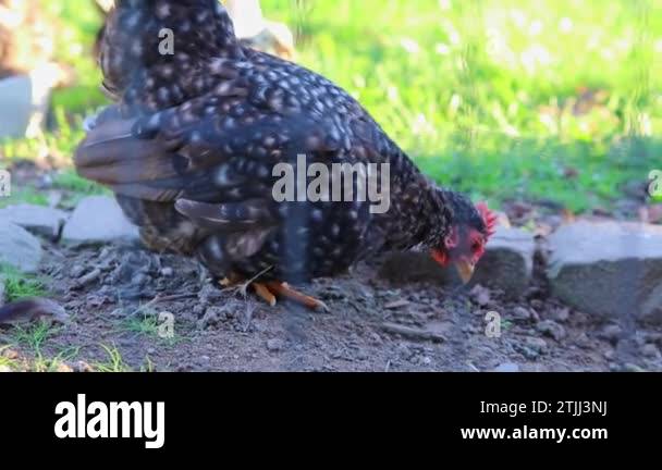 Mother hen with little baby chicken on organic farm live as free range ...