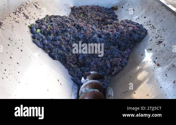 Cannonau grapes. Bunches of grapes in the hopper transported by the ...