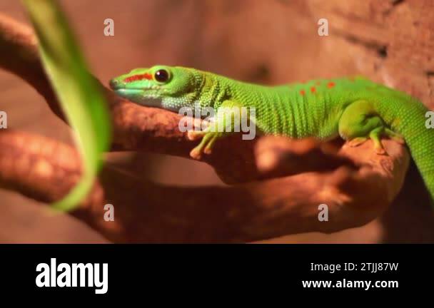 Madagascar lizard Stock Videos & Footage - HD and 4K Video Clips - Alamy
