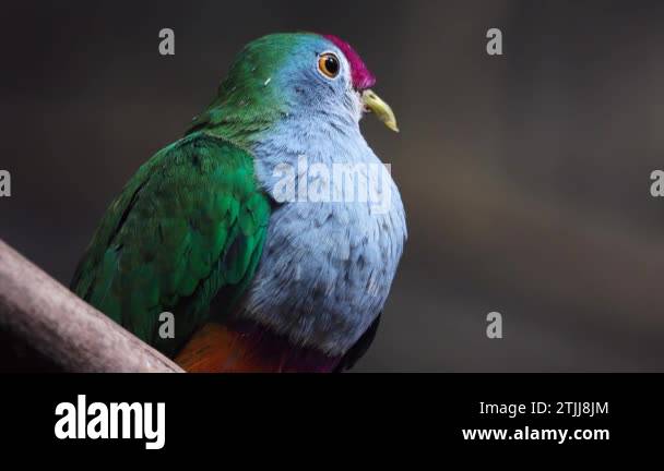 Beautiful fruit dove Stock Videos & Footage - HD and 4K Video Clips - Alamy