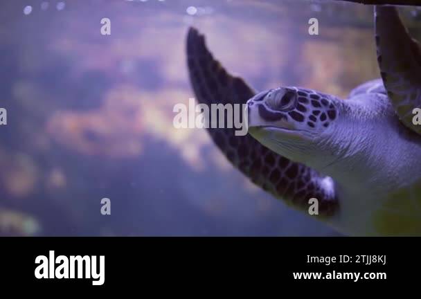 Jamaica turtle Stock Videos & Footage - HD and 4K Video Clips - Alamy