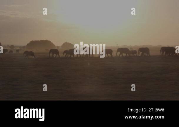 Elephant heard Stock Videos & Footage - HD and 4K Video Clips - Alamy