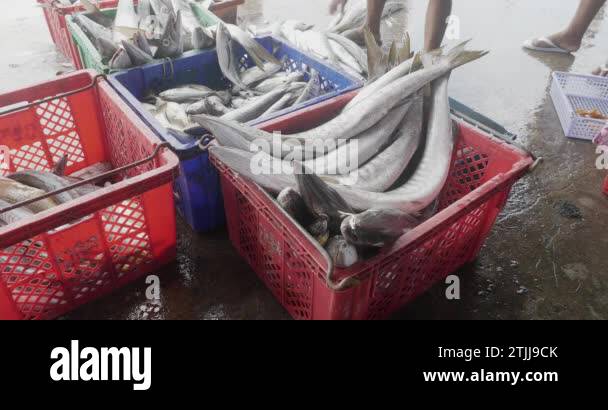 fisher sorting sea pike fish according the size and loading it in a ...