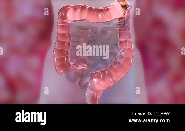 Anatomy of the human digestive system, concept of the intestine, alpha ...