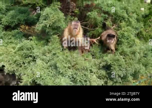 Two black-horned Capuchin sitting on tree branch in the tropical forest ...