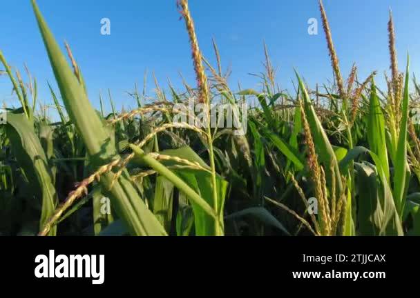 Cinematic pan across fresh young corn field crops at summer evening ...