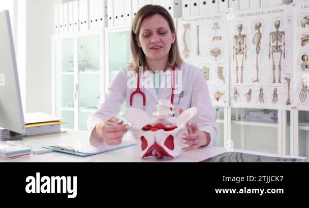 Gynecologist showing ischial tuberosity or ischial bones on pelvic ...