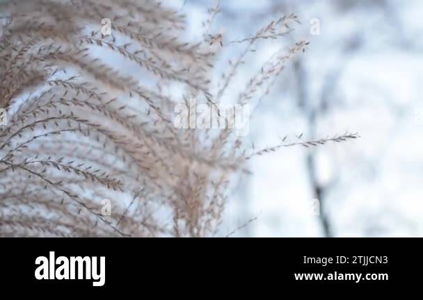Dry gray plants Stock Videos & Footage - HD and 4K Video Clips - Alamy
