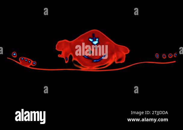 red CT scan of a Bearded dragon pet on a black background. Oncologist ...