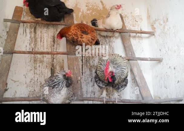 A small farm of chickens is getting ready for bed in a chicken coop ...