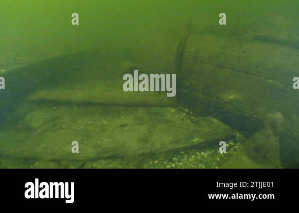 Cossack boat Stock Videos & Footage - HD and 4K Video Clips - Alamy