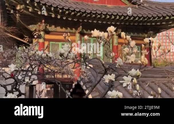 Beautiful blooming Yulan magnolia, lily tree Magnolia denudata ...