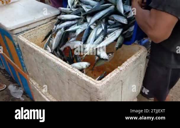 Fishing boat unloading fish Stock Videos & Footage - HD and 4K Video ...