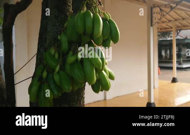 averrhoa bilimbi linn belimbing wuluh, belimbing wuluh, belimbing buluh ...