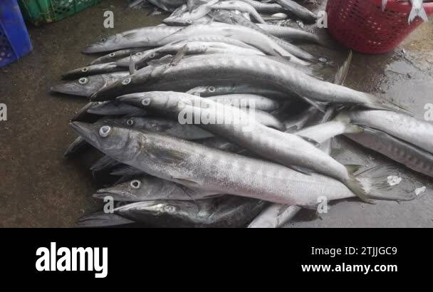 Sea pike Stock Videos & Footage - HD and 4K Video Clips - Alamy