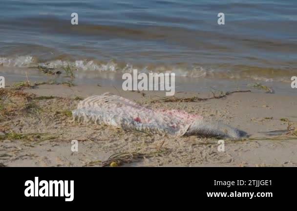 Dead fish on the beach. The fish is decomposing on the sandy shore ...