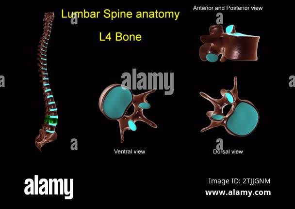 Lumbar spine L 4 bone anatomy for medical concept 3D animation with ...