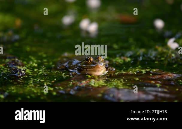 Frog crying. One European frog in water. Pelophylax lessonae calling ...
