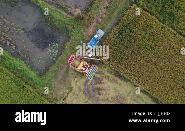 Harvesting rice with a combine in a rice field. Drones fly over workers ...