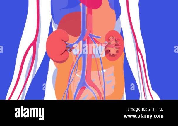 Urinary system organs Stock Videos & Footage - HD and 4K Video Clips ...