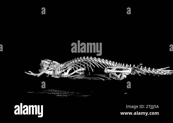 side view of black and white CT scan of a pogona vitticeps pet on a ...