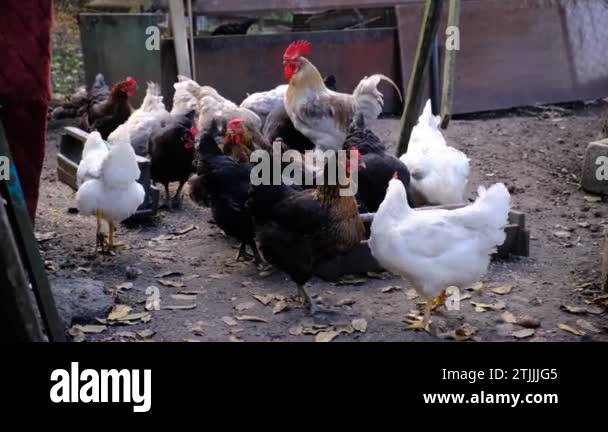 Gray and brown chickens raised on a farm in the village. They eat and ...