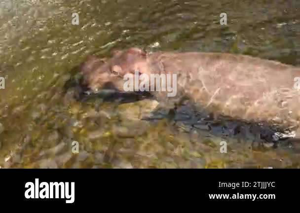 Hippo swimming in water, danger animal in zoo. Wildlife hippo in pond ...