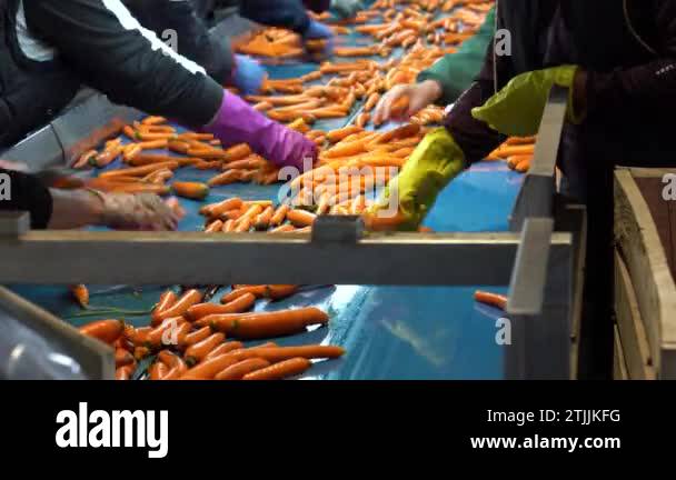 Washed Carrots Moving On Blue Conveyor Belt In Food Processing Plant ...