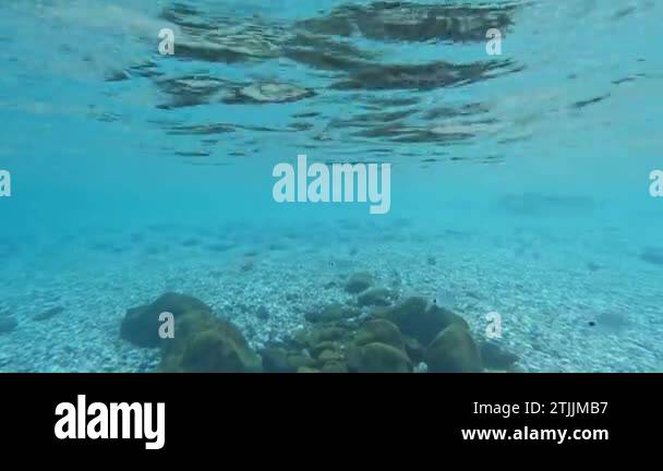 Shallow seas fish Stock Videos & Footage - HD and 4K Video Clips - Alamy