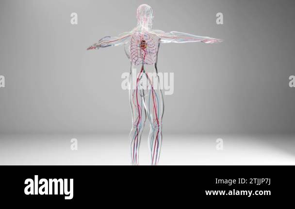 Human arterial and venous circulatory system, Medically accurate ...