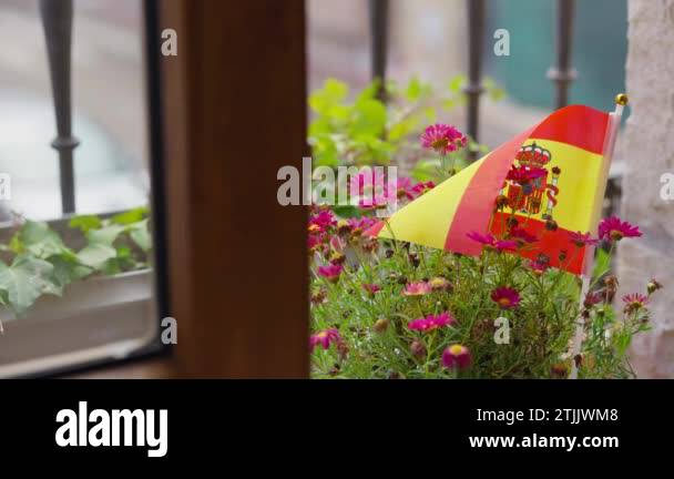 National flower of spain Stock Videos & Footage - HD and 4K Video Clips ...