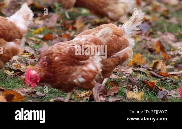 Mistreated chicken on free range chicken farm and stock breeding shows ...