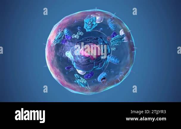 Seamless rotation of the components of an eukaryotic cell, nucleus and ...